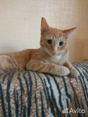 Рыжий котик по имени Хабиб, 10 месяцев