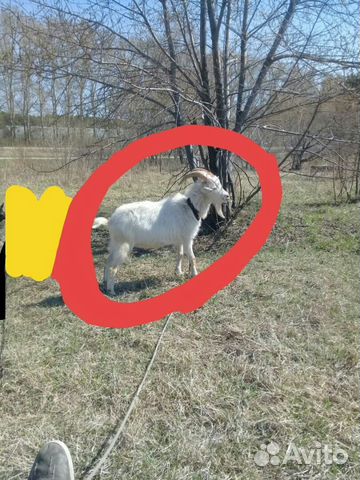 Продажа козла