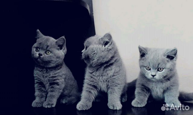 Продам британцев и шотландцев