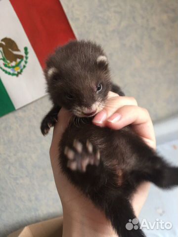 Хорек(девочка) в хорошие руки