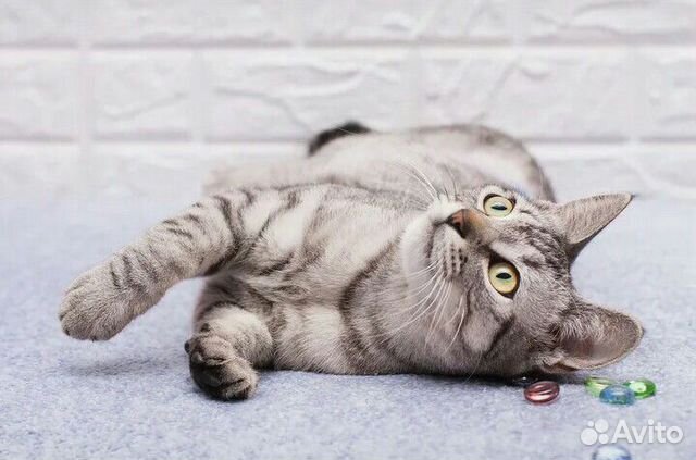 Киска окраса вискас ищет дом