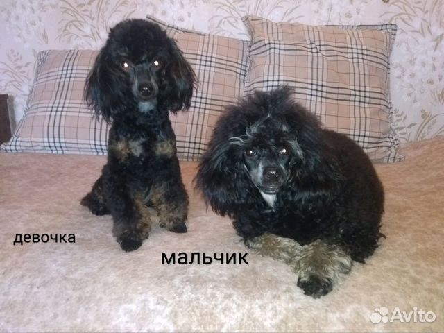 Той-Пудель. фантом