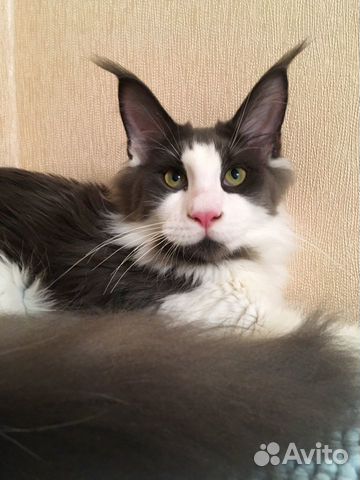 Профессиональный питомник предлагает