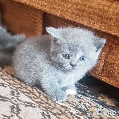 Продаются котята Шотландцы