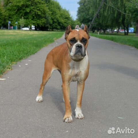 Немецкий боксер в дар