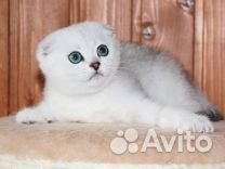 Котятки Шиншилы-Только Фолды