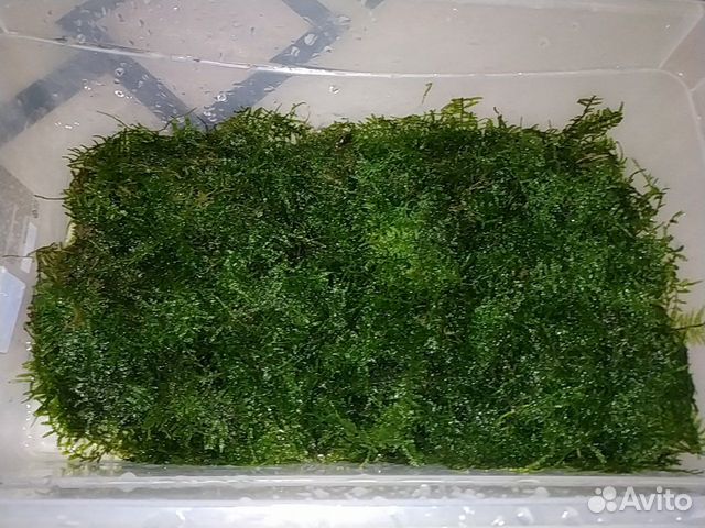 Мох рождественский (Christmas Moss)