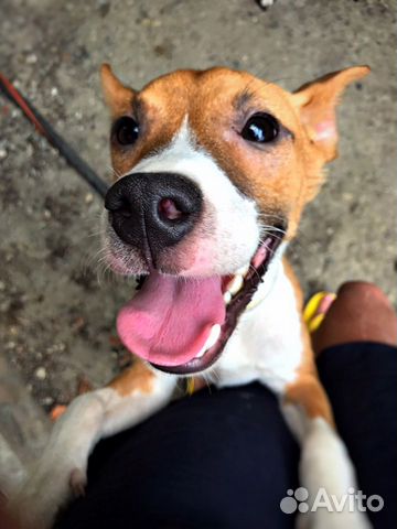 Щенок ищет родителей