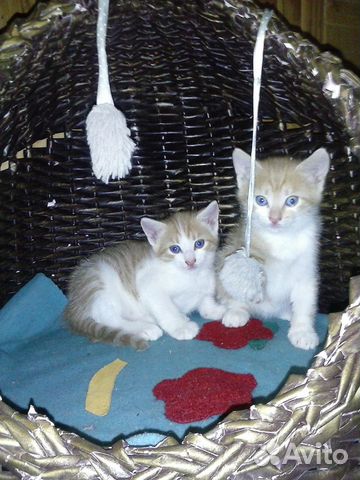 Возьмите маленьких котят бобтейла