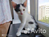 Малыш Каспер в поисках самого лучшего дома