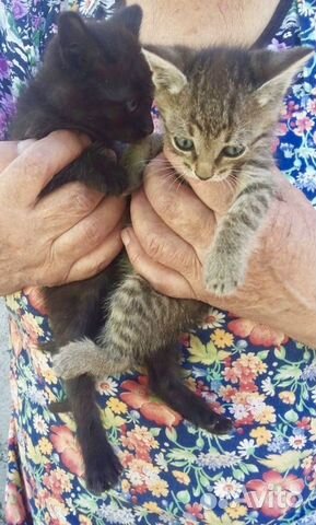 Котята - малышата, кошка, кот, кошки