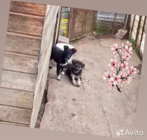 Щенок, щенята, девочки