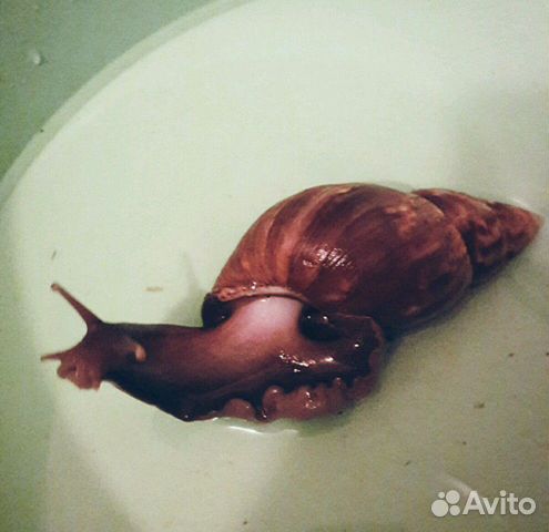 Пара улиток ахатин