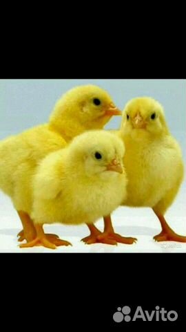 Бройлер суточный оптом