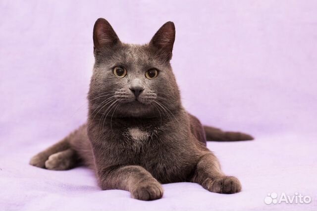 Балу кот-джентльмен