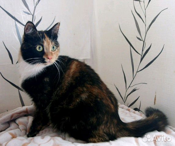 Трехцветная кошечка Шанти