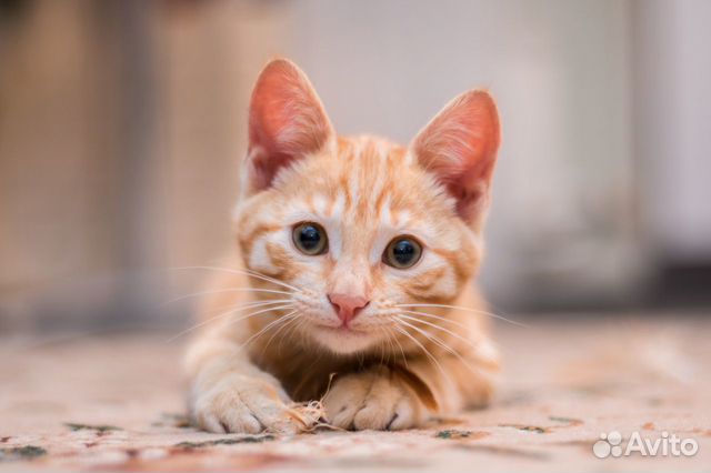 Солнечный котенок Фредди ищет дом