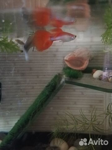 Мальки гуппи, улитки аквариумные