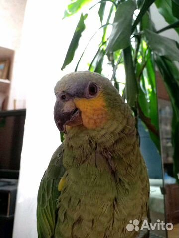Венесуэльский амазон