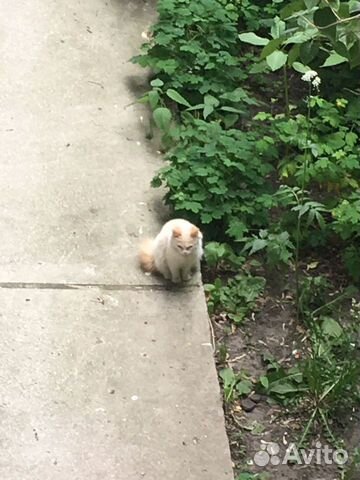 Кошечка ищет дом