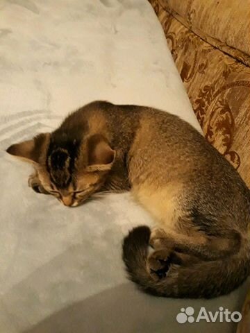 Смесь Шотладской и Абесинской кошки