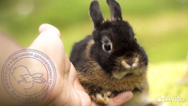 Супер мини карликовый кролик мальчик
