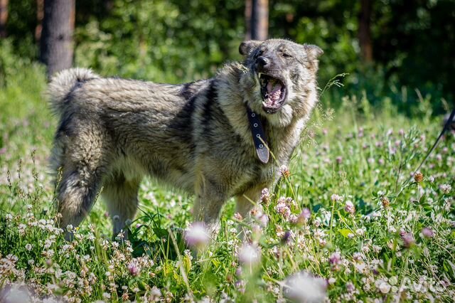 Большой пушистый и обученный молодой пёс
