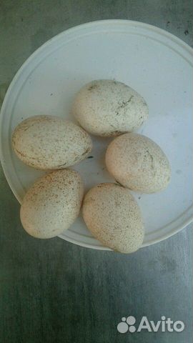 Яйцо инкубационное