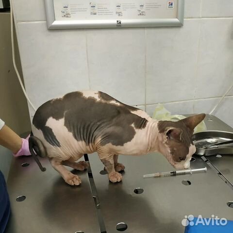 Найден кот Сфинкс