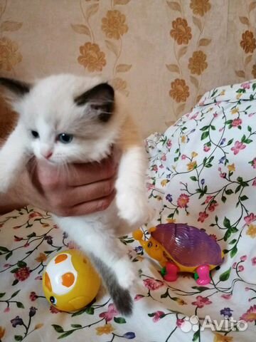 Чудо детки рэдголл