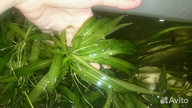 Аквариумное растение эхинодорус амазонский