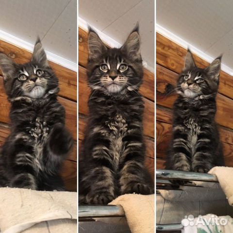 Крупный котик Елисей