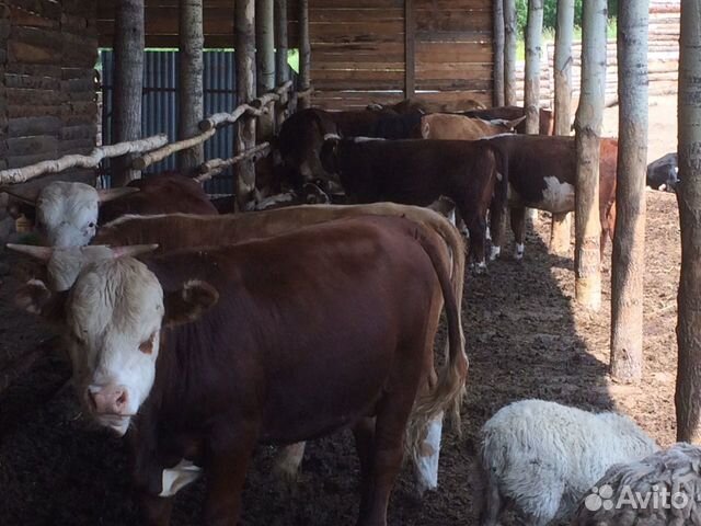 Продам быков