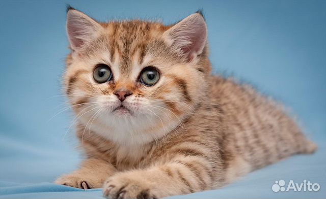 Британские котята