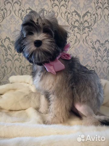 Щенок бишон лион (малая львиная собака, лёвхен)