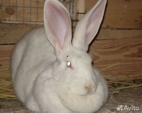 Белый великан