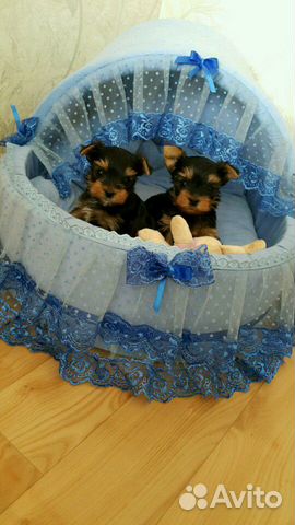 Йорки.Супер мини и мини девочка и мальчик