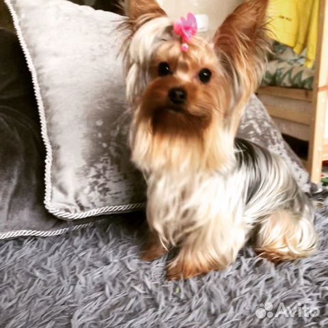 Йоркширский терьер Девочка ищет для вязки кобеля