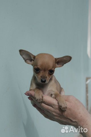 Той-терьер. Цветные мини-детки