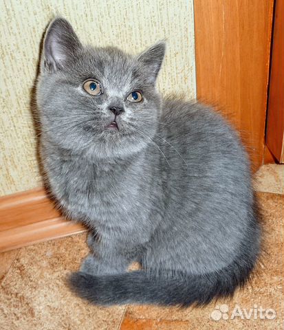 Продам породистого британского котенка