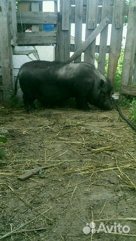 Вьетнамский хряк-производитель в добрые руки