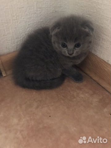 Британские вислоухие