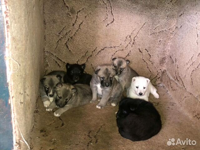 Щенята лайки бесплатно