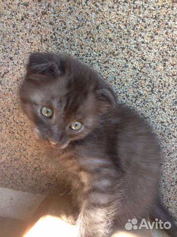 Котёнок мальчик