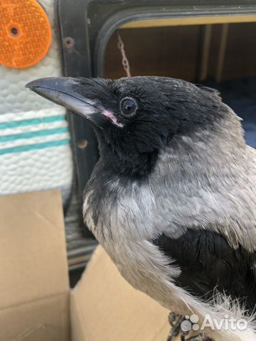 Воронёнок в добрые руки