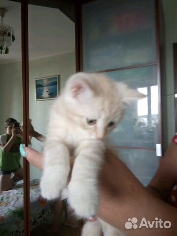 Котята британские 2 месяца к лотку приучены персик