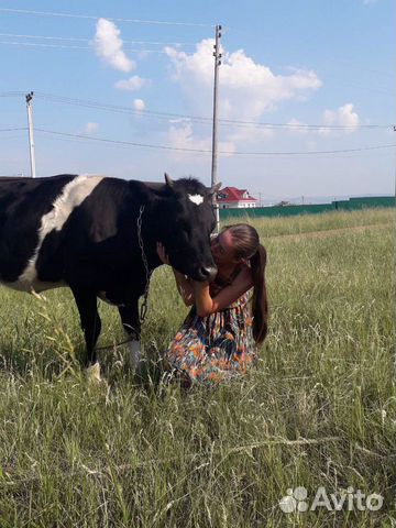 Тёлка покрытая