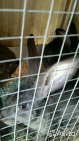 Продаются Кролики Фландр и черное серебро.Возраст