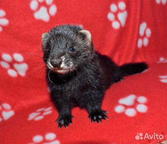 Хорёк из питомника «Счастливый хорёк»