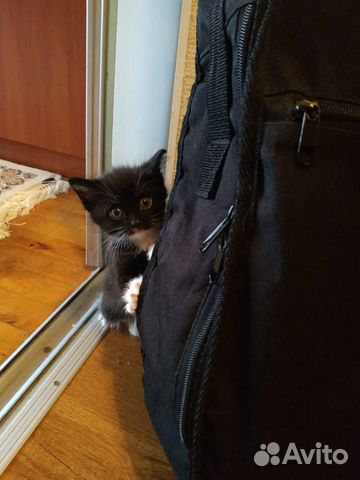 Хорошо воспитанные котята